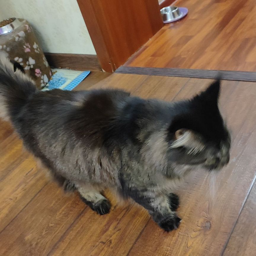 Отдам в добрые руки Мэй-куна кошку