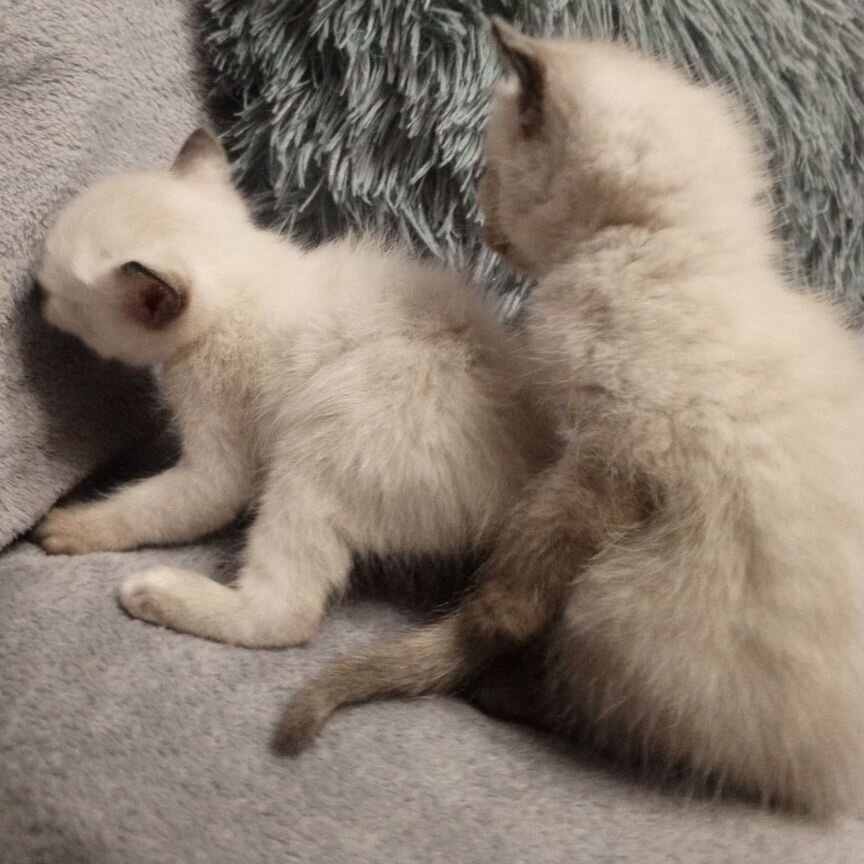 Сиамский котёнок