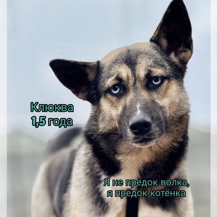 Взрослая собака в добрые руки