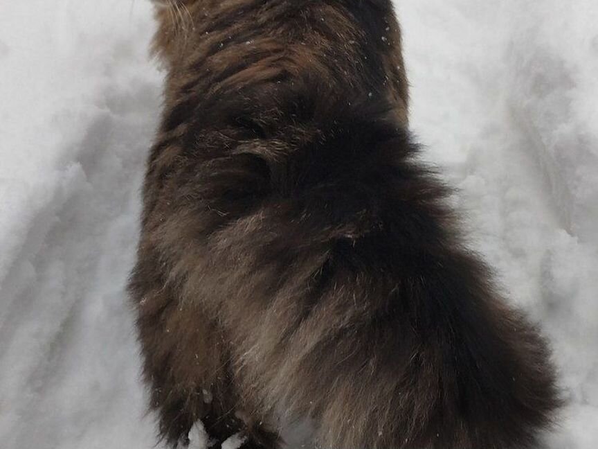 Сибирская кошка для вязки