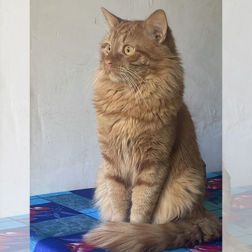 Взрослый кот в добрые руки