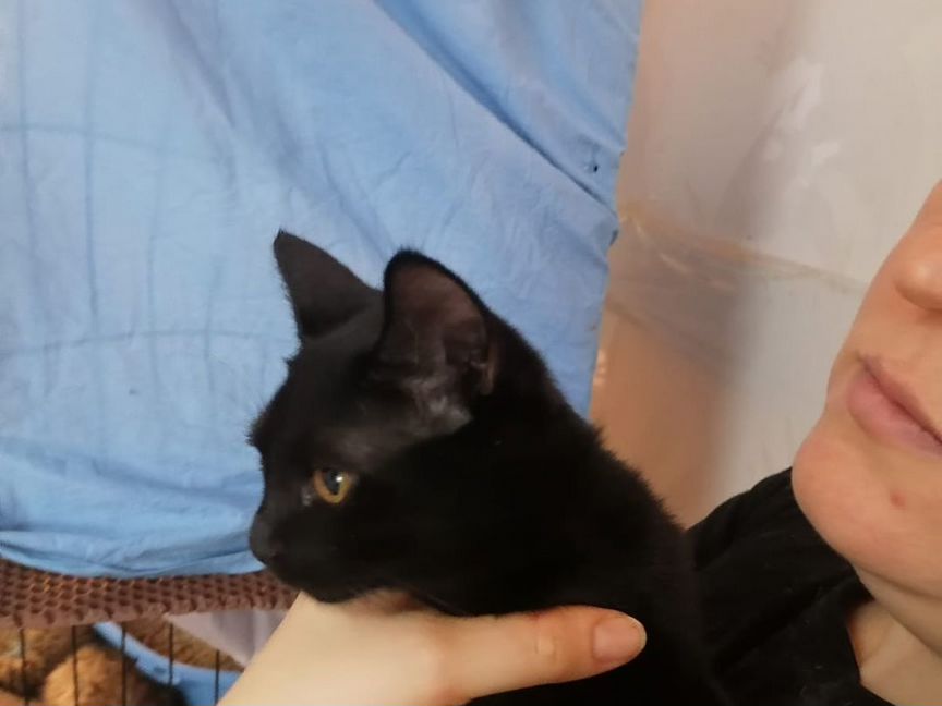 Котенок ищет дом