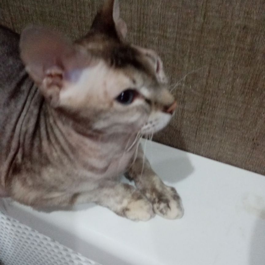 В добрые руки кошечка