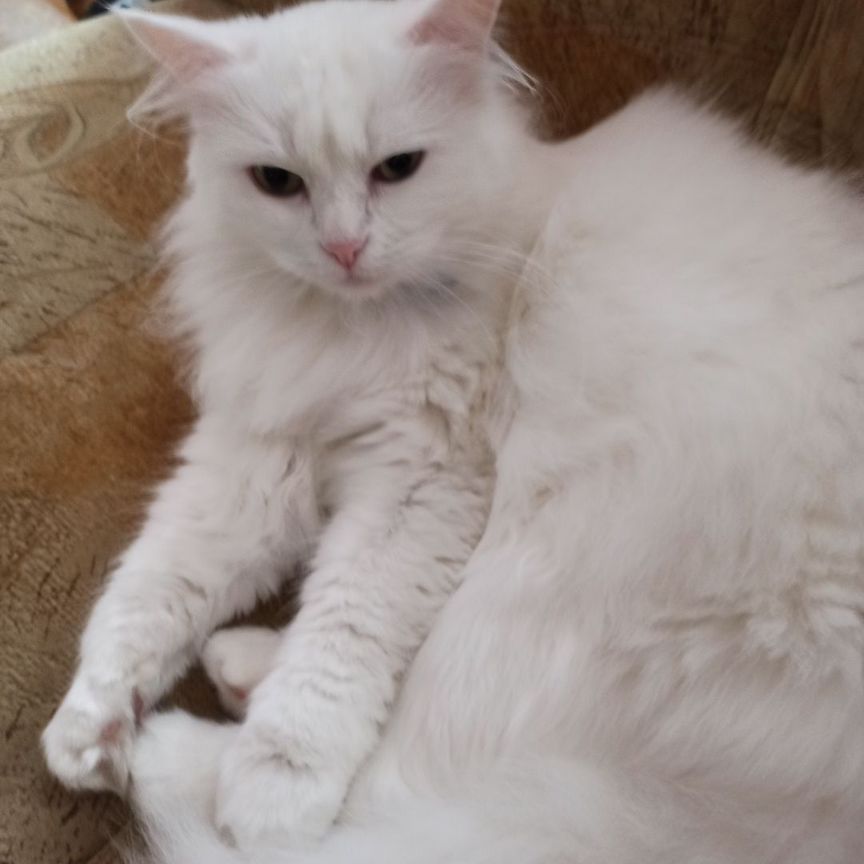 Кошка