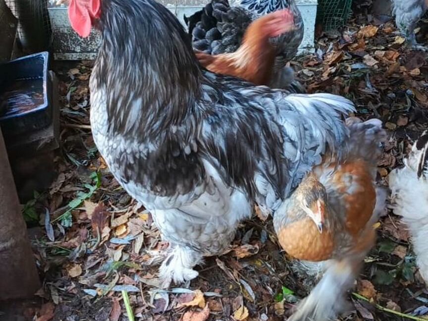 Продаются петушки порода Брама/Кохинкин