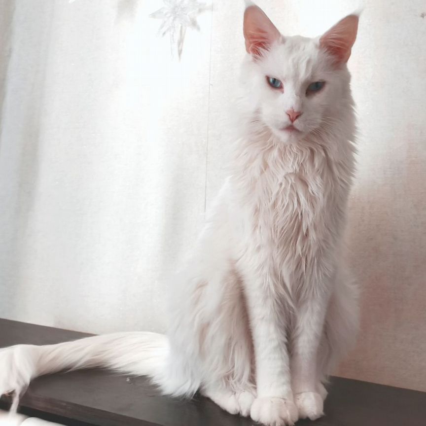 Мейн-кун белый