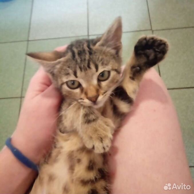 Котята пиксибоб