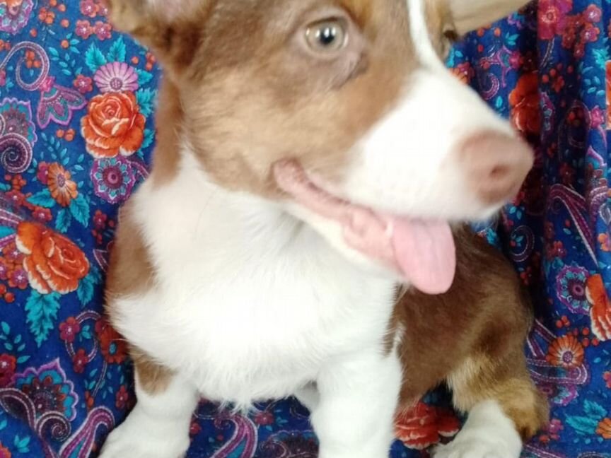 Щенки вельш-корги кардиган