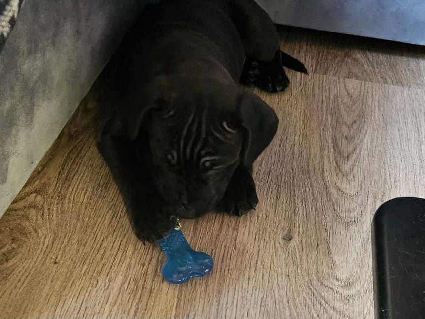 Щенок Стаффордширский бультерьер