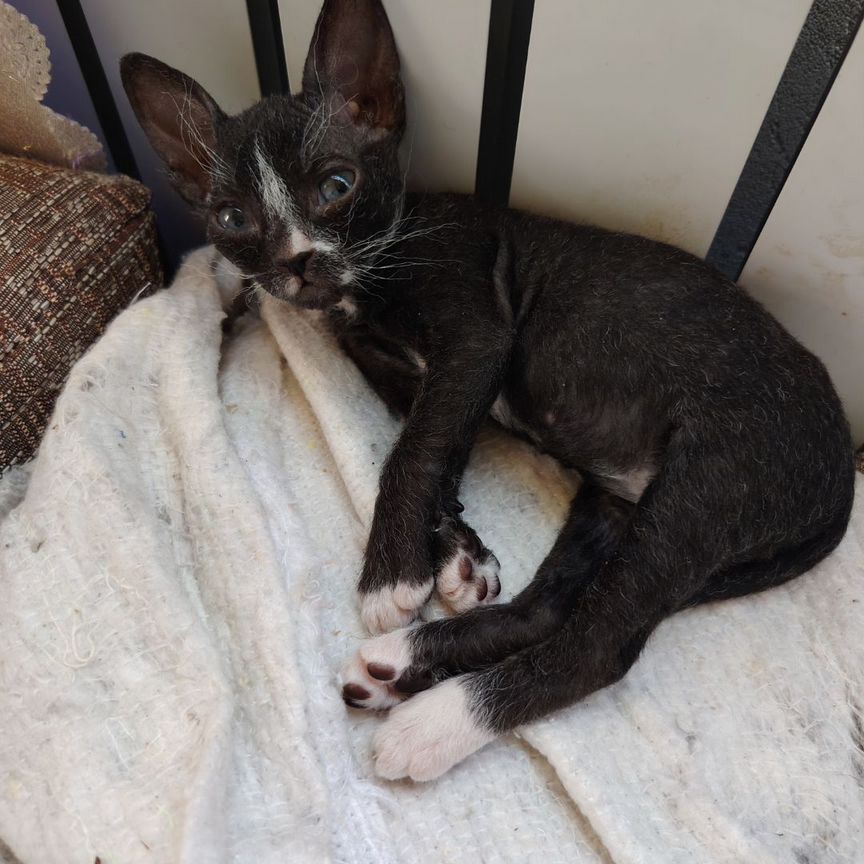 Котенок