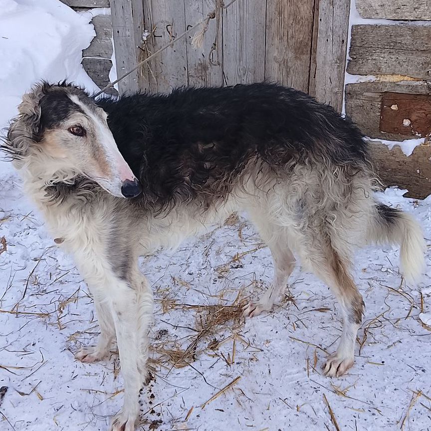 Русская псовая борзая, взрослый пёс