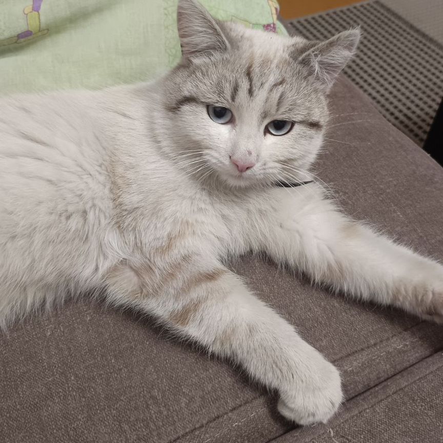 Взрослый кот в добрые руки