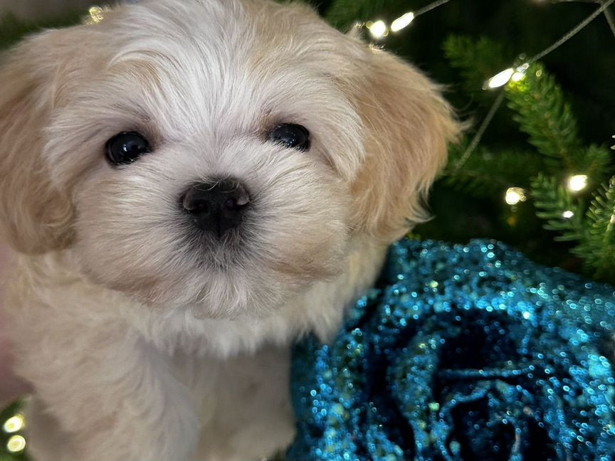 Карамельный мальчик мальтипу ф1