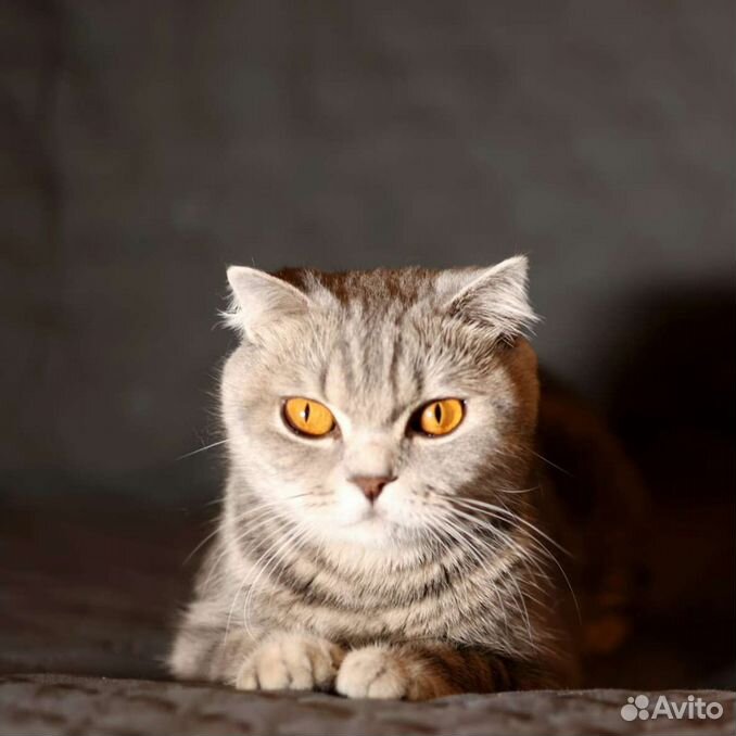 Шотландская прямоухая кошка