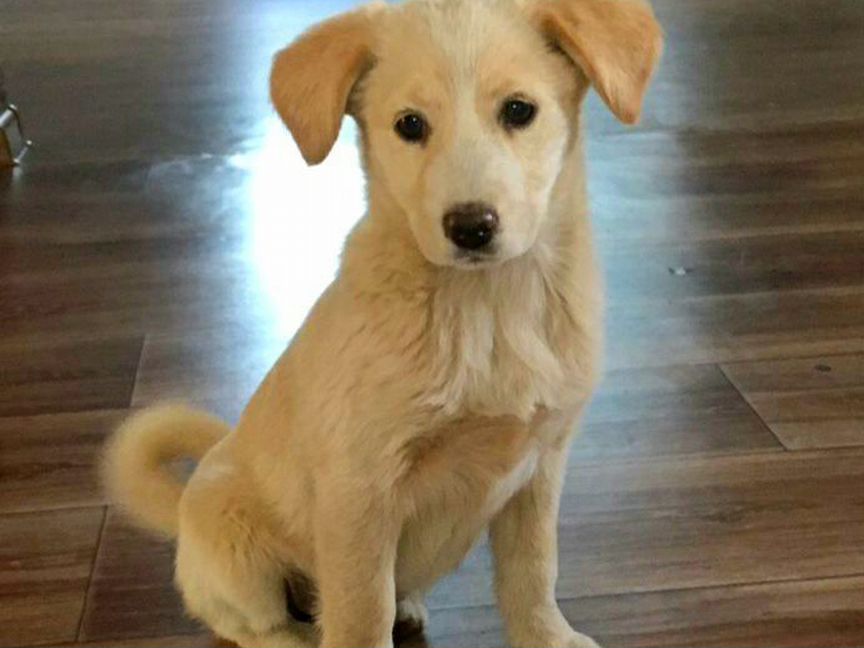 Щенок в добрые руки