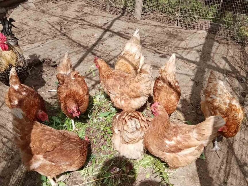 Куры 10шт и петух