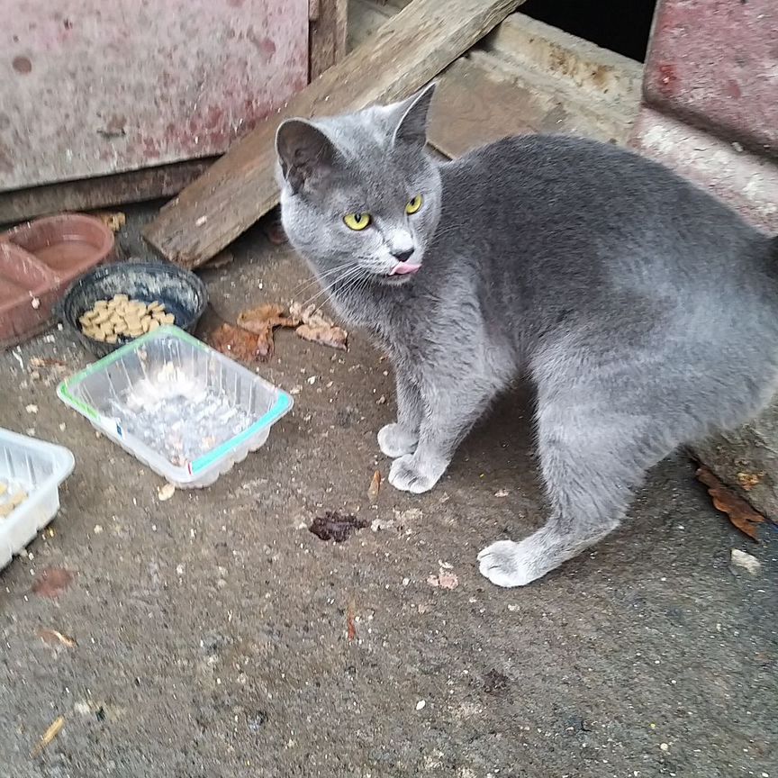 Котик бесплатно