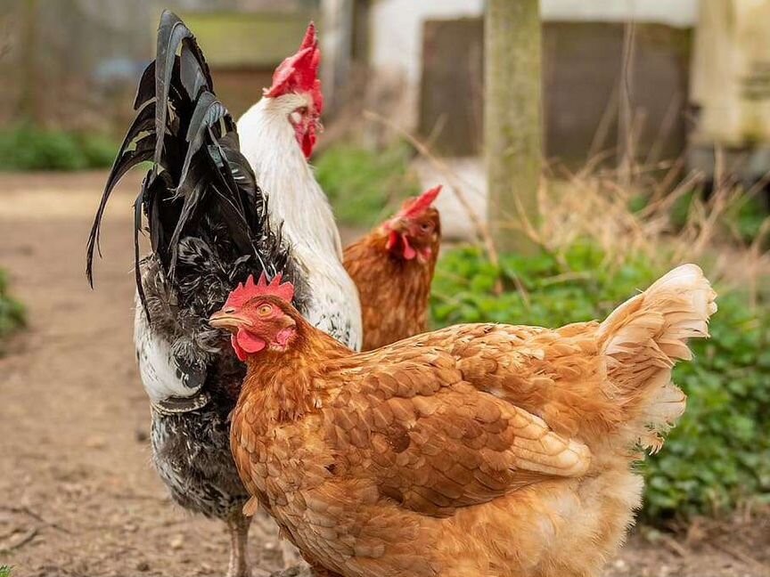 Куры молодки несушки