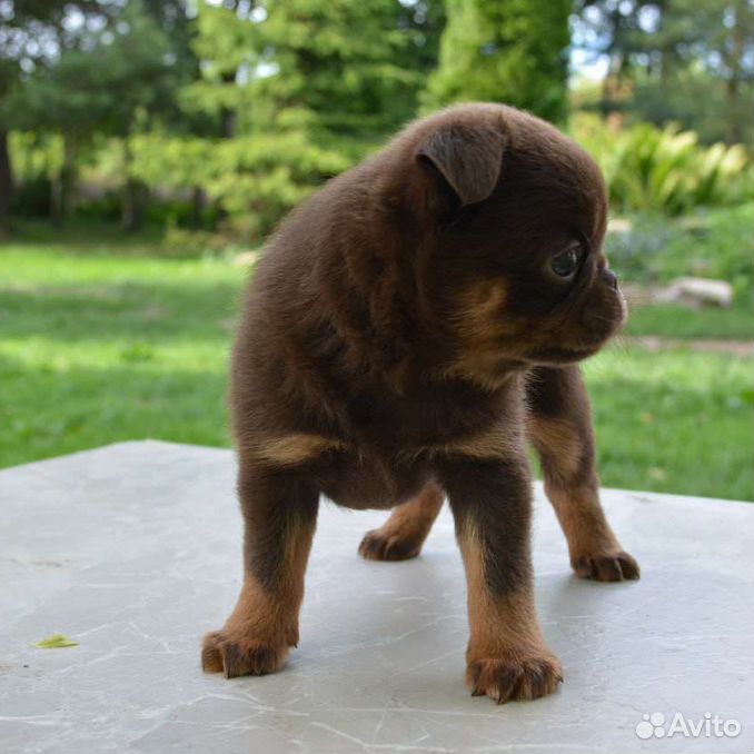 Брабантский грифон щенок