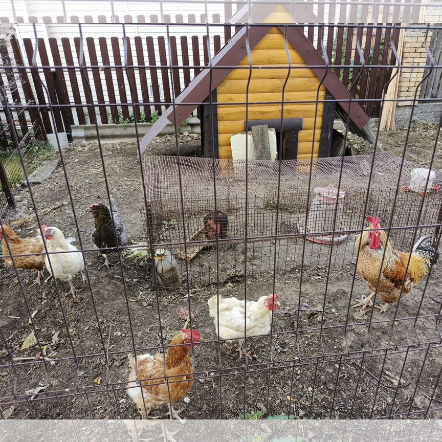 Куры несушки продам