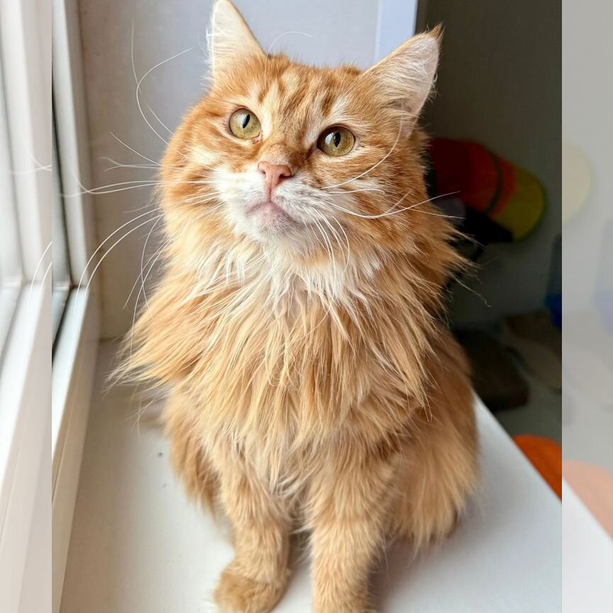 Кошечка в добрые руки