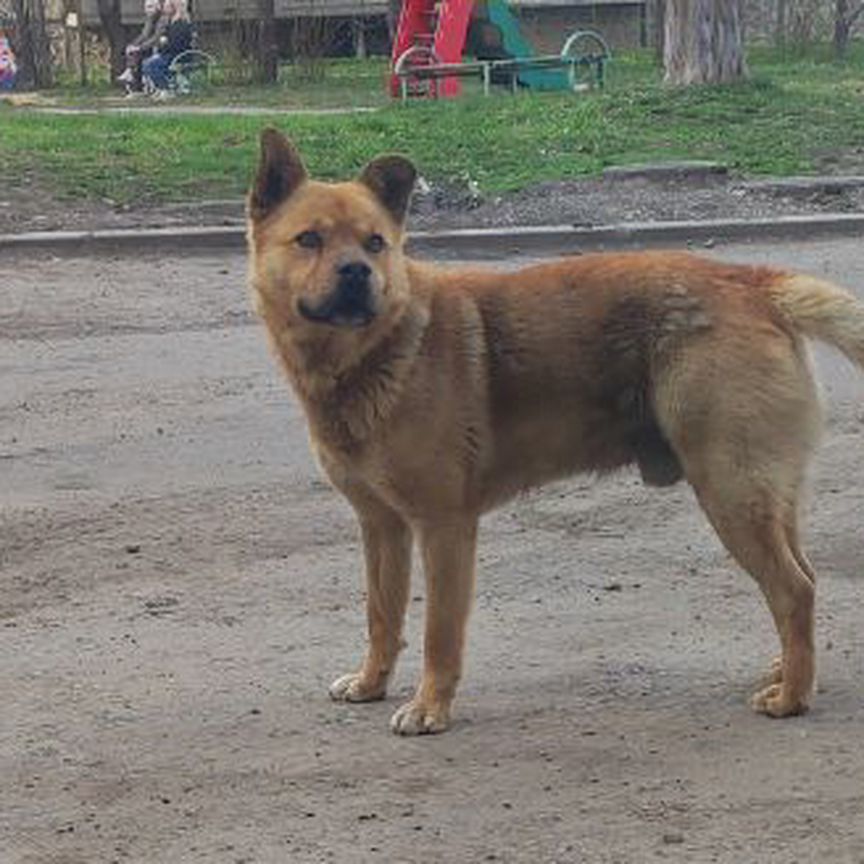 Взрослый пёс в добрые руки