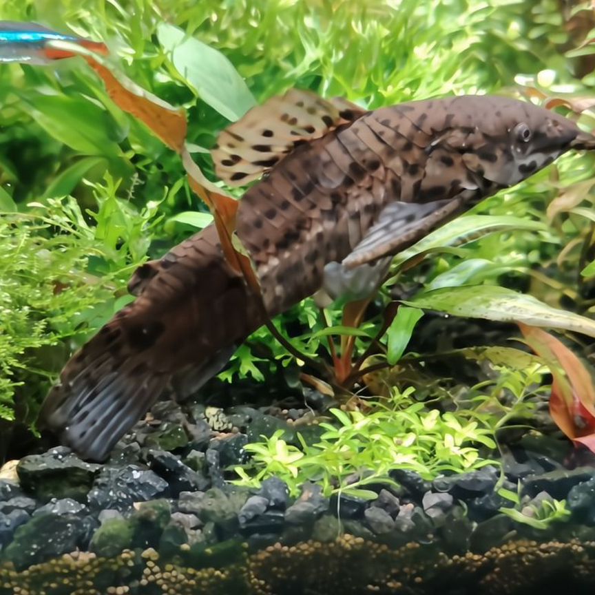 Сомик таракатум