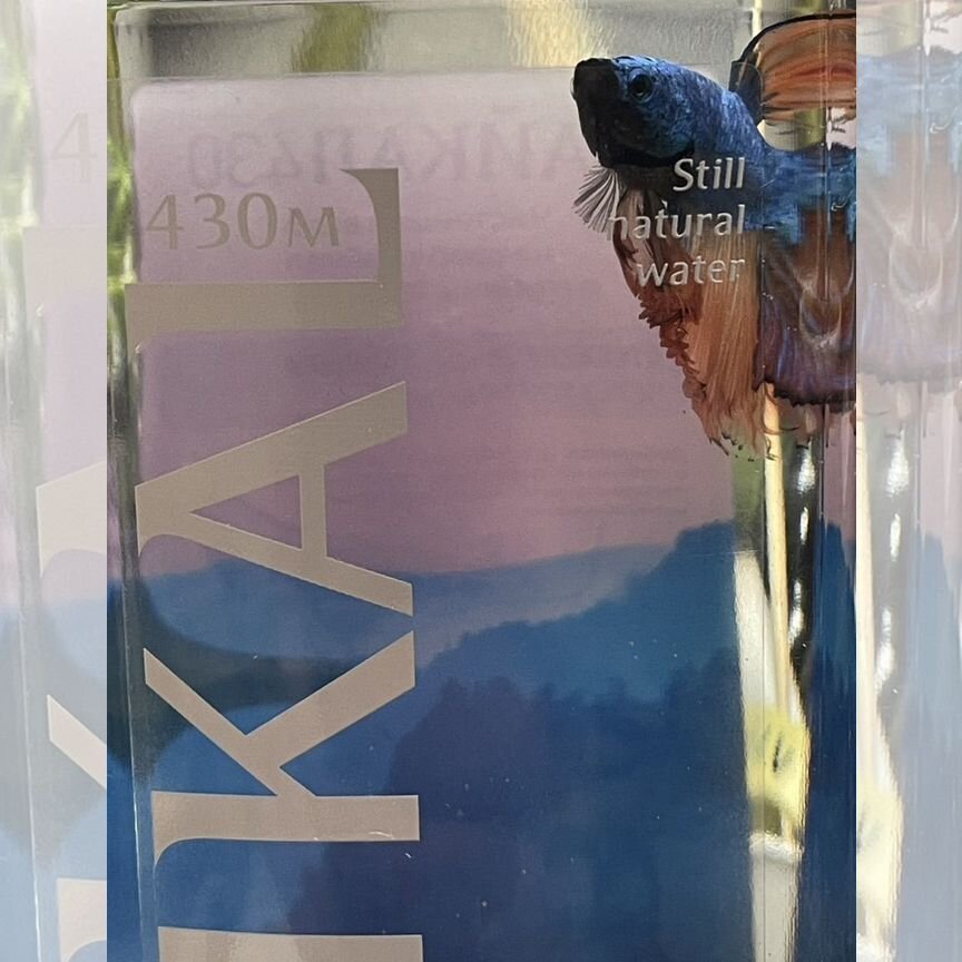 Рыбка петушок бесплатно