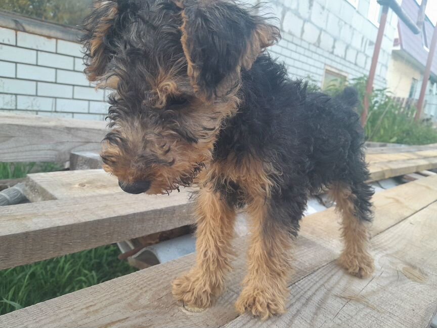 Продаются щенки Вельштерьера