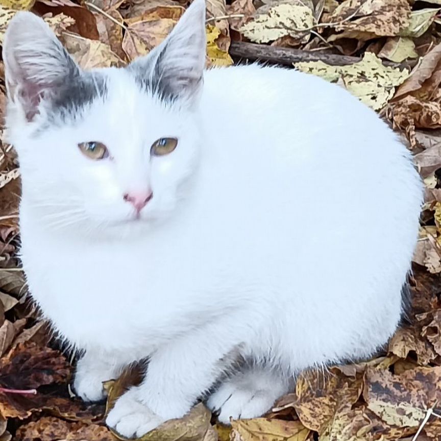 Кошечка - девочка