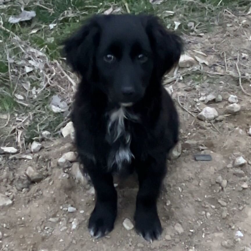 Щеночек в добрые руки