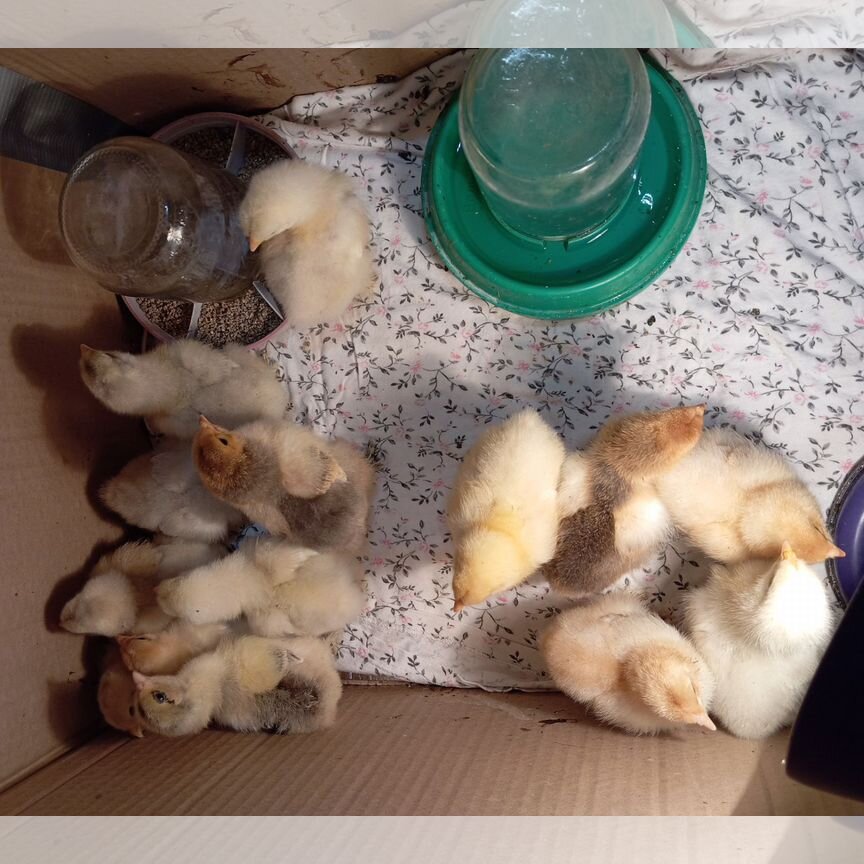 Цыплята брама Изабелла, белая и золото