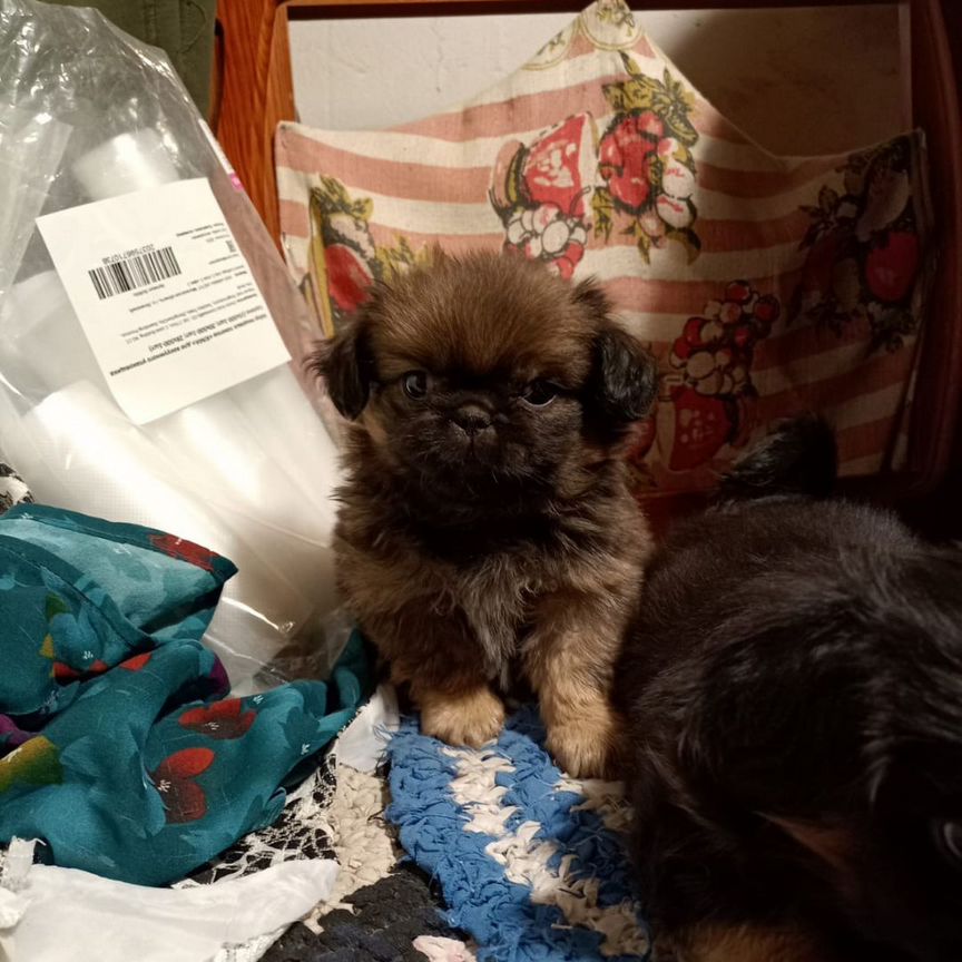 Малыши пекинеса