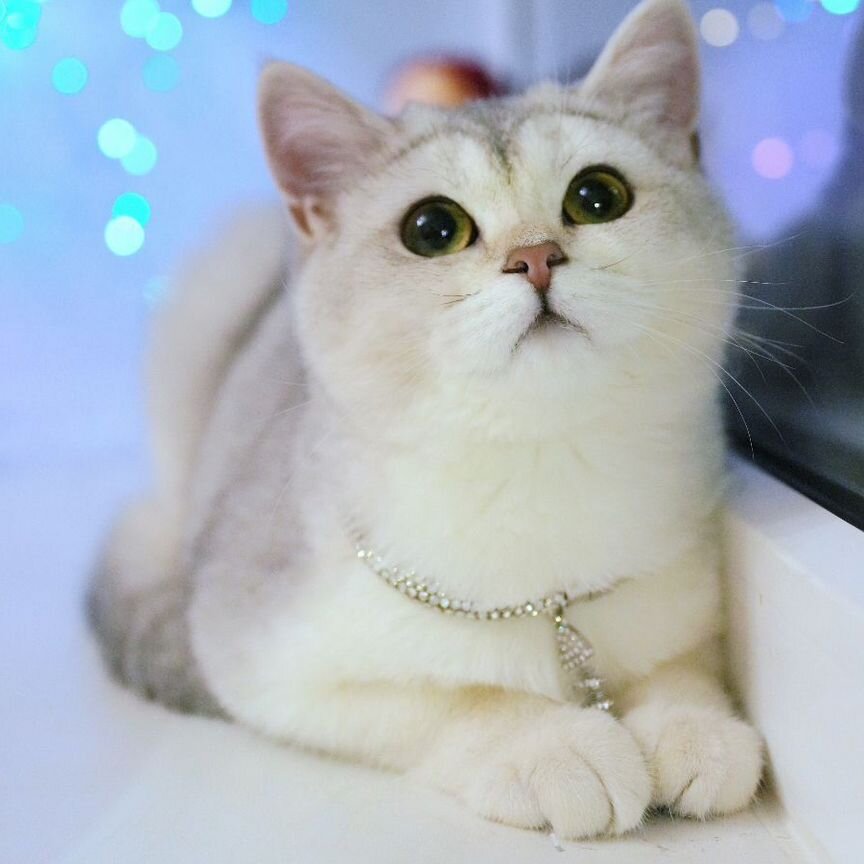 Британский короткошёрстный котёнок