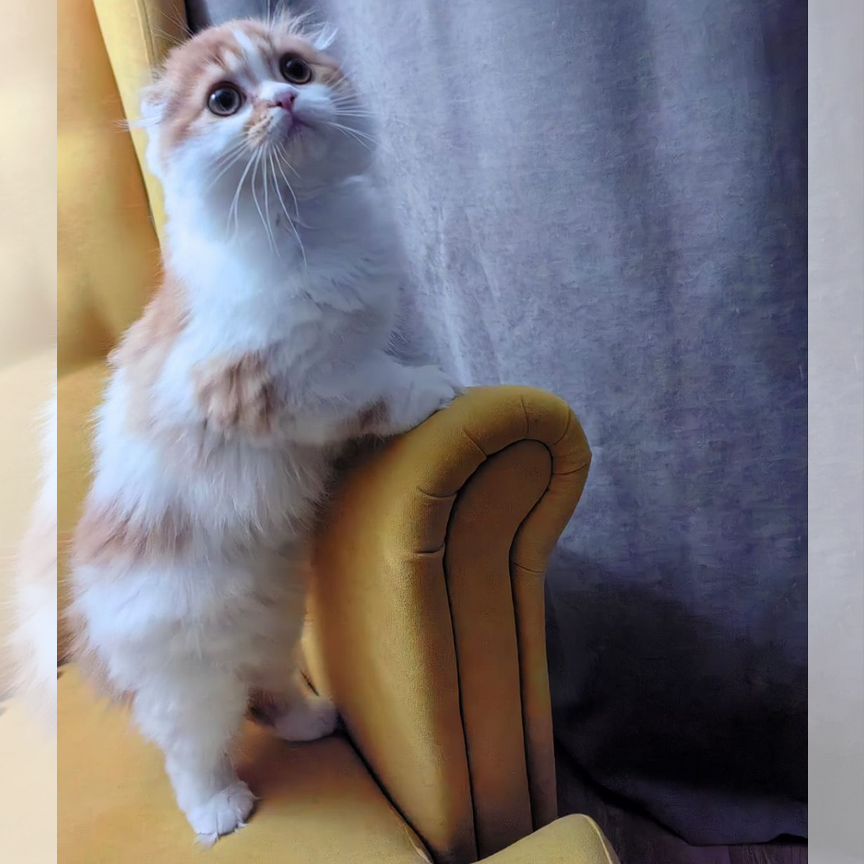 Шотландский вислоухий длинношёрстный котёнок