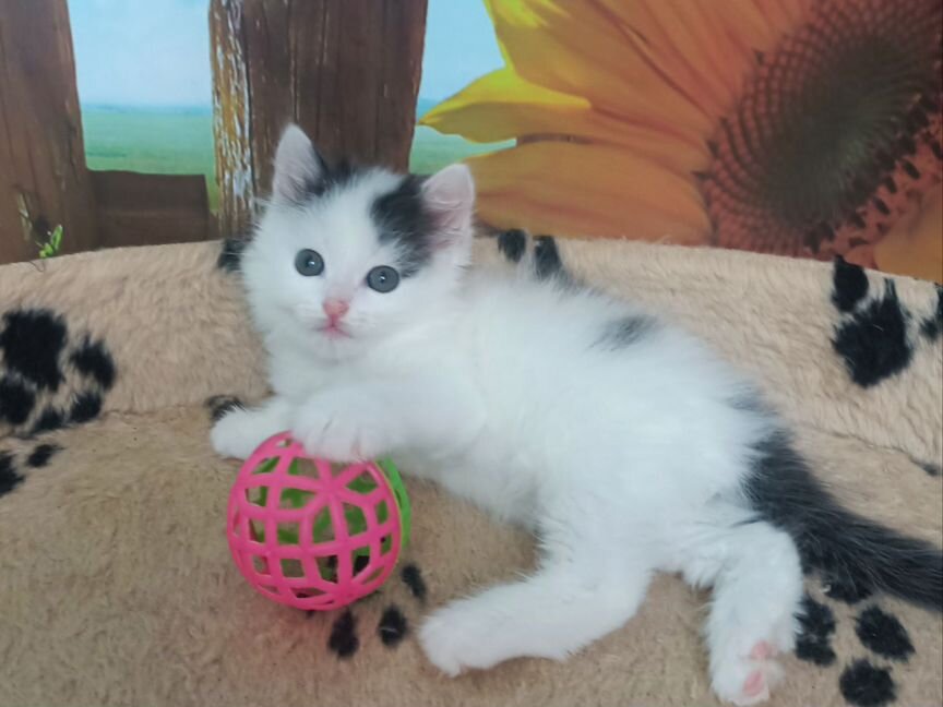 Котик Зефир