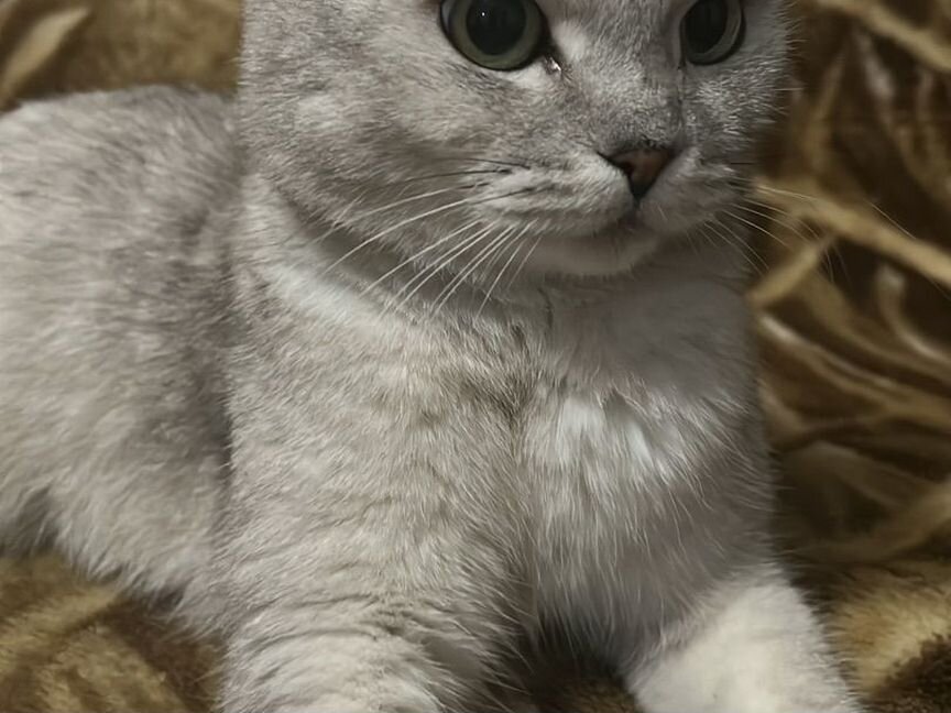 Кошка породистая