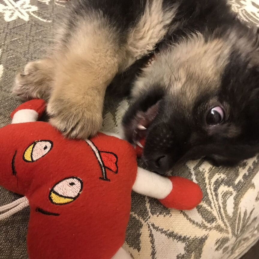 Щеночек в семью