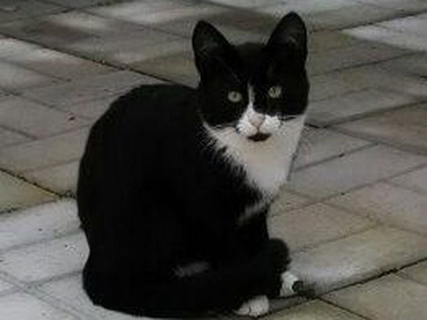 Котенок черно-белый в добрые руки бесплатно
