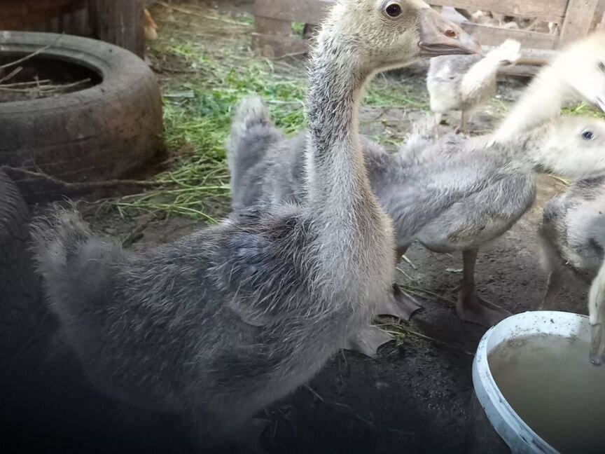 Гусята серые 1.5 месяца