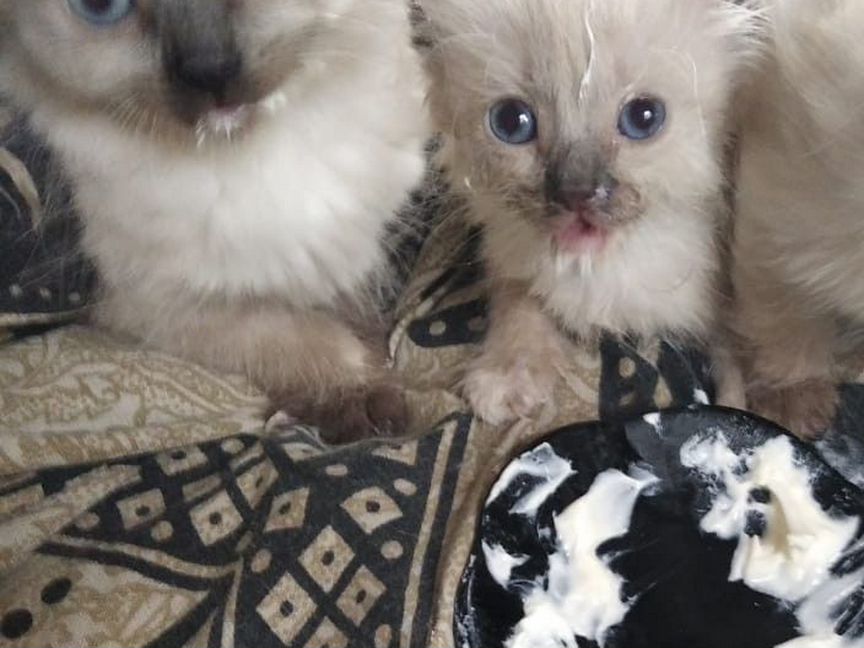 Невские маскарадные котята