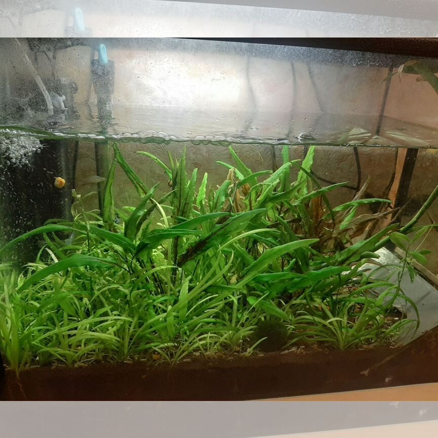 Аквариум с рыбками готовый