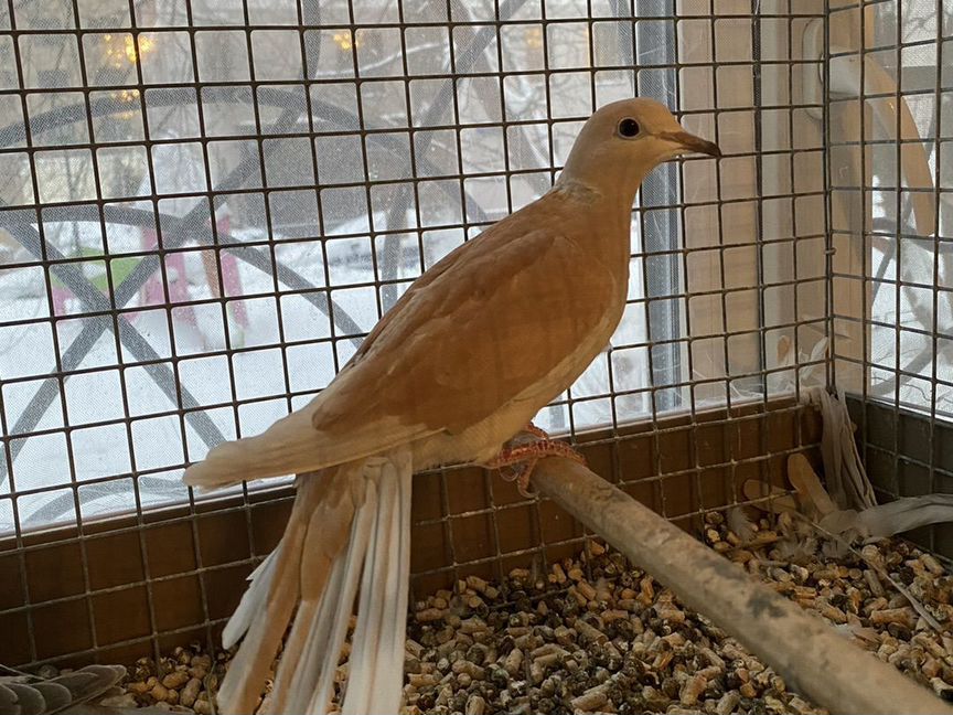 Смеющиеся горлицы