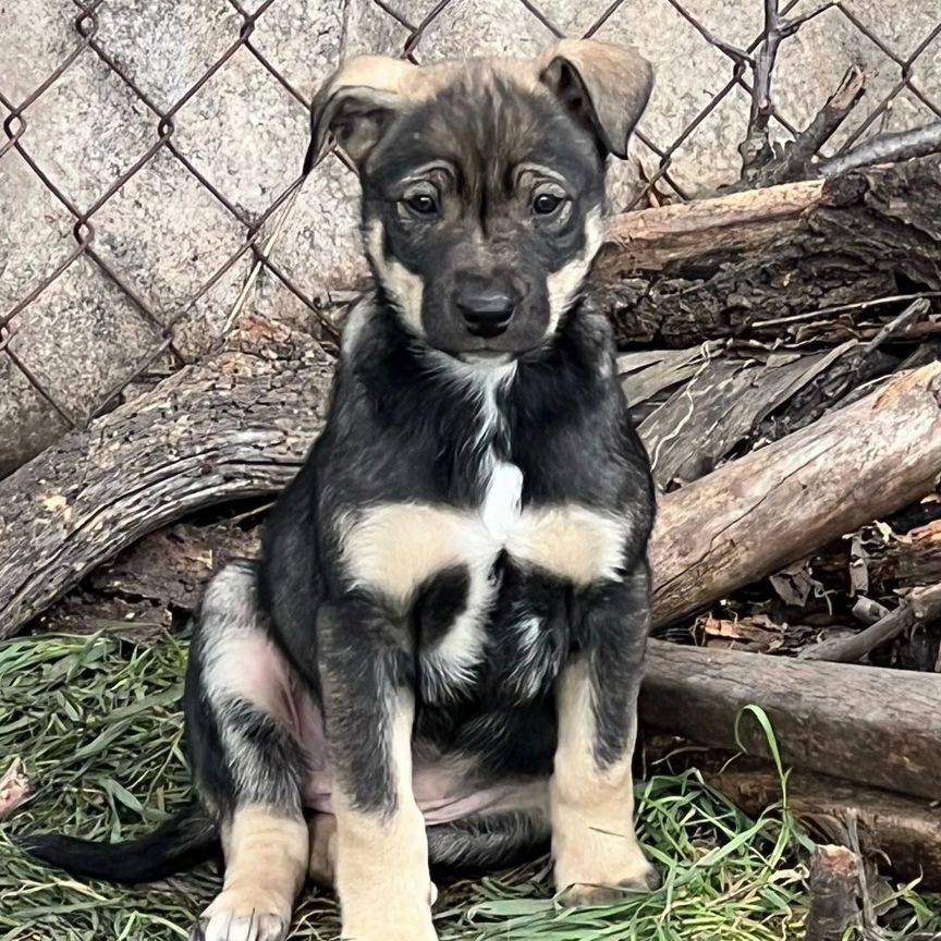 Девочка хочет в семью