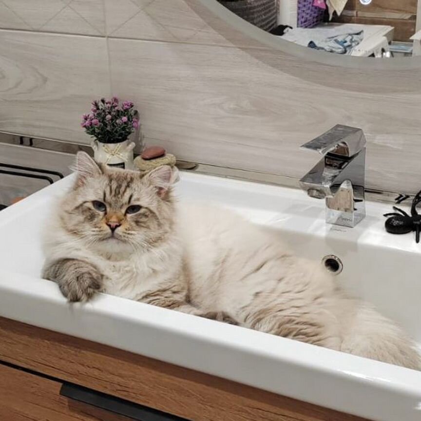 Невский маскарадный кот вязка