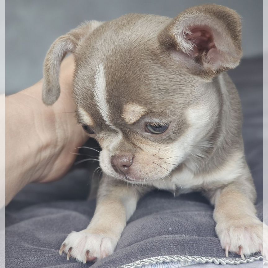 Чихуахуа, щенок