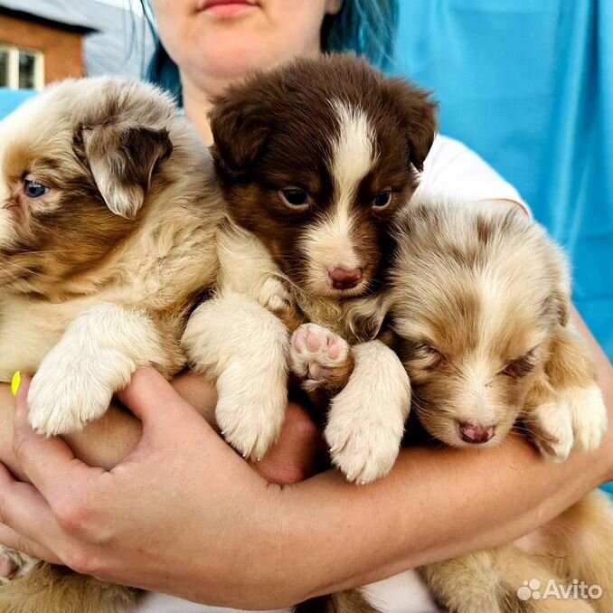 Австралийская овчарка аусси щенки девочки