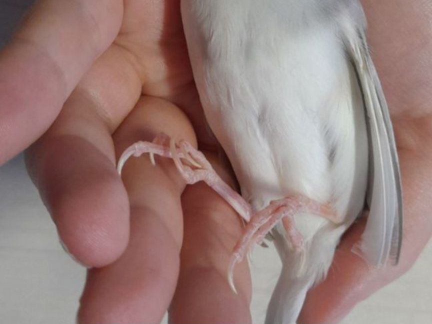 Зебровые амадины самец