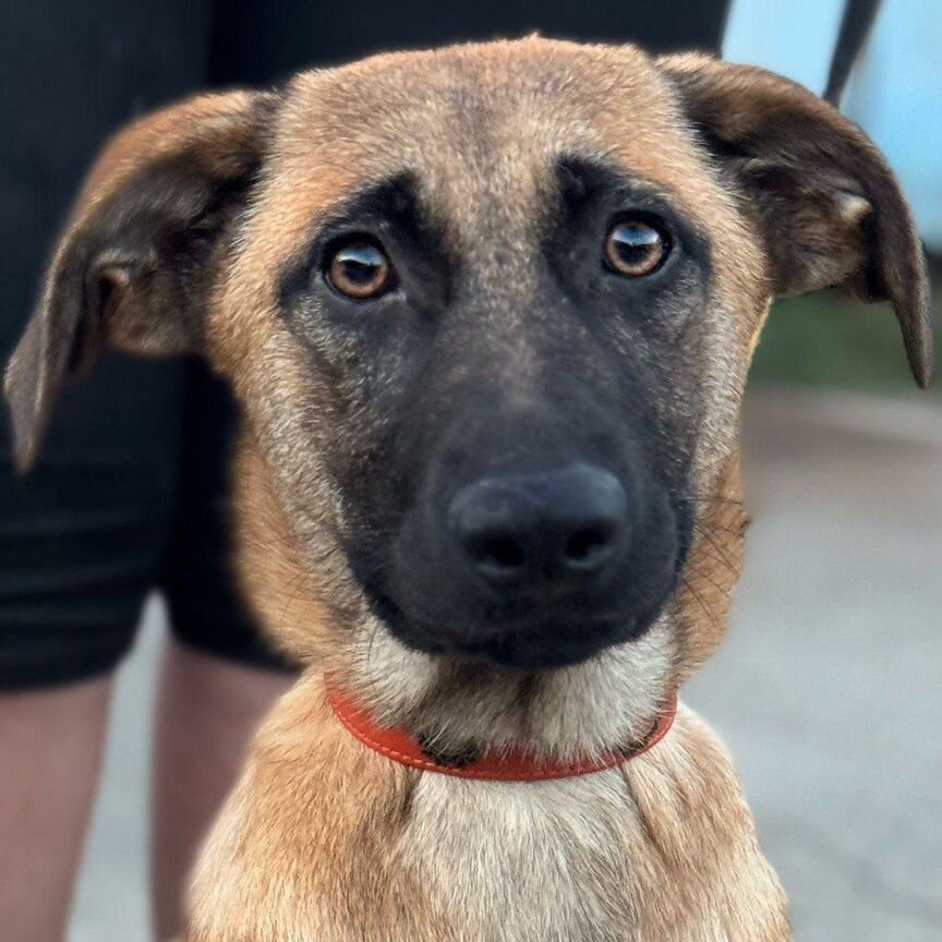 Милая собачка-подросток в добрые руки