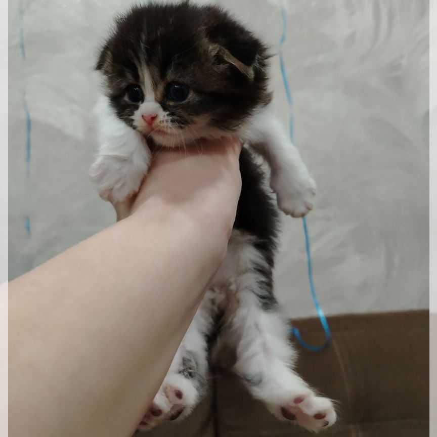 Шотландский вислоухий длинношёрстный котёнок